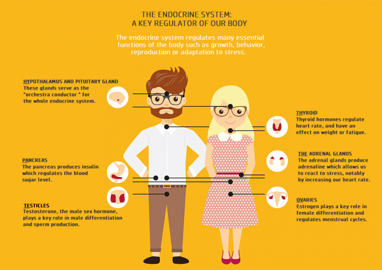Let's talk about endocrine disruptors! - Ozalys